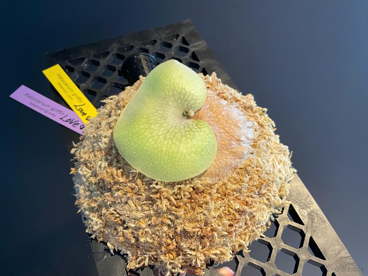 P. Griffin（2022） | ぼくなりのビカクシダ